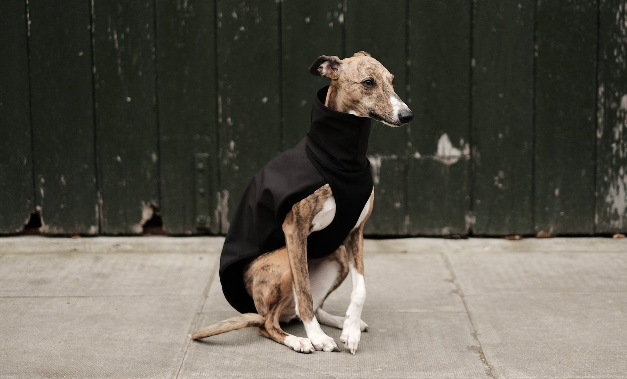 whippet coats, jumpers and italian greyhound clothing – Occam