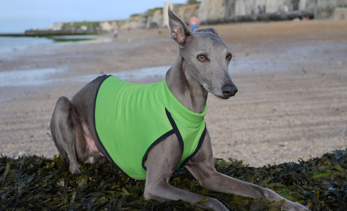 Stay Cool Together: 5 Ways a Cooling Vest Benefits You and Your Whippet ...