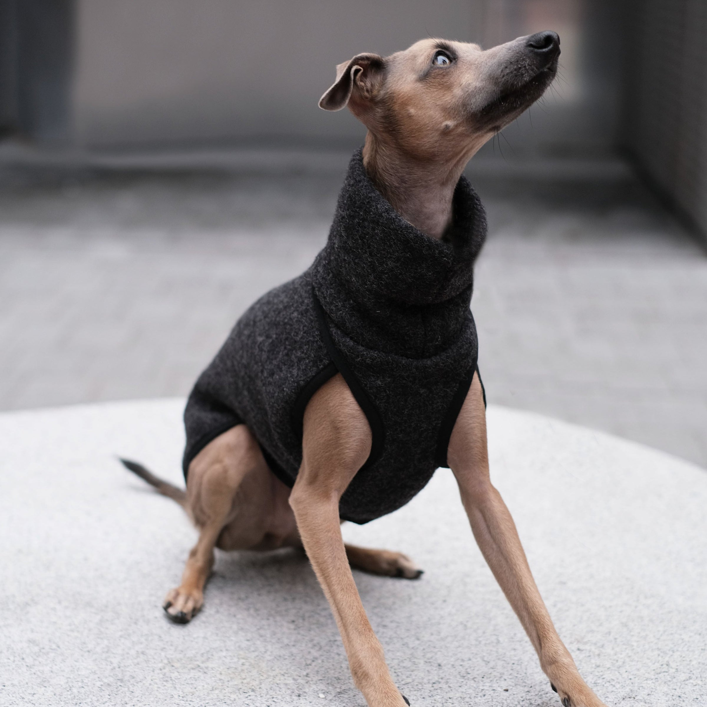 Shop design led Italian Greyhound clothing – Occam