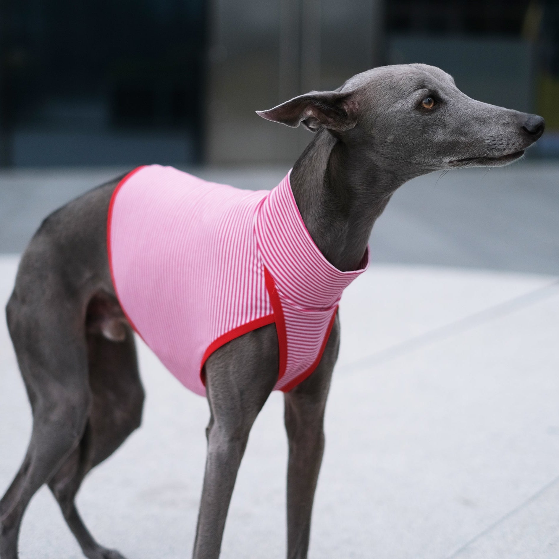 whippet coats and jumpers – Occam