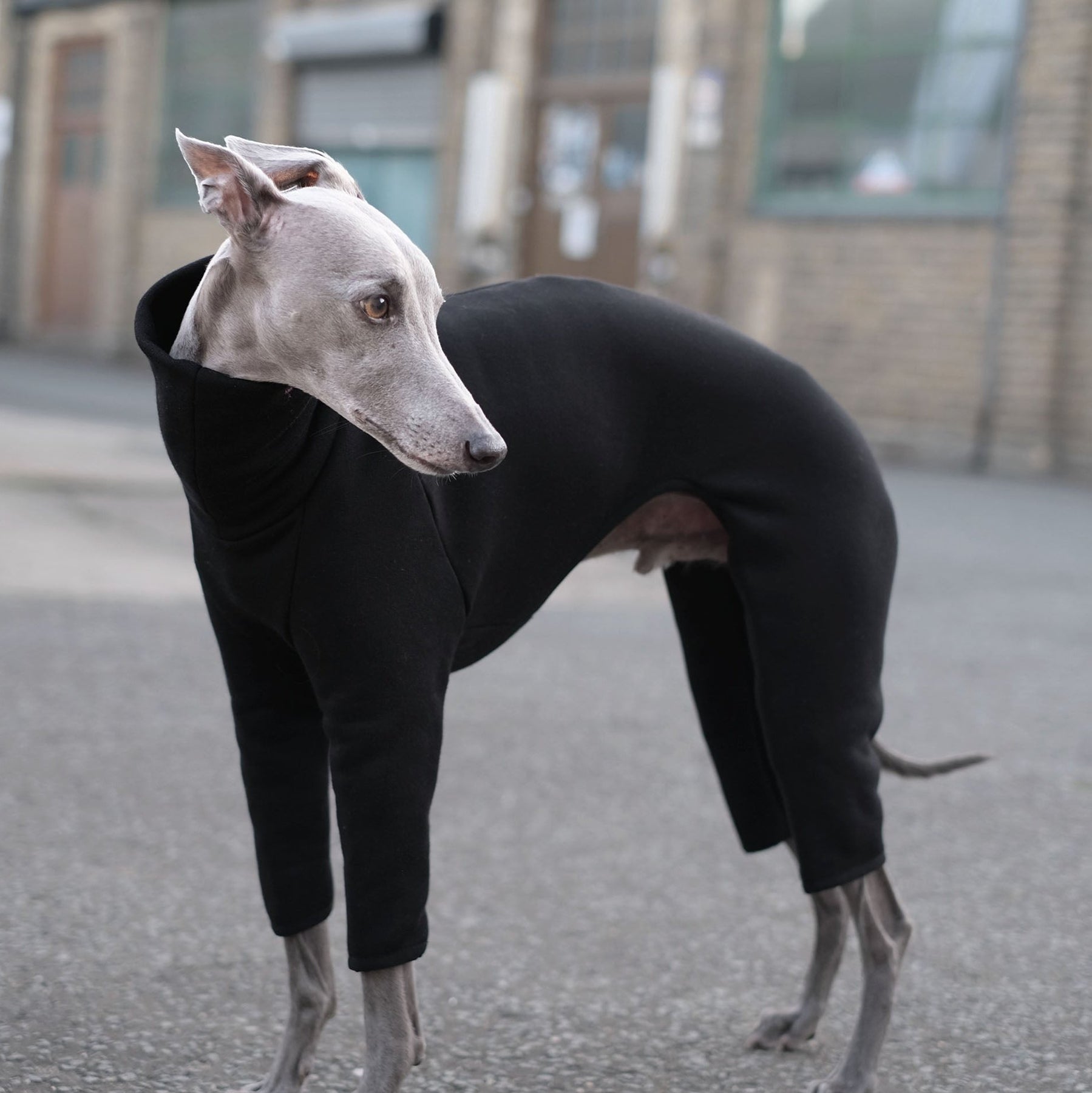 whippet coats and jumpers – Occam