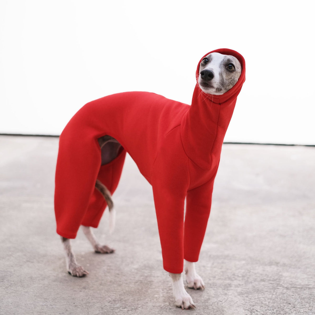 whippet coats, jumpers and italian greyhound clothing – Occam
