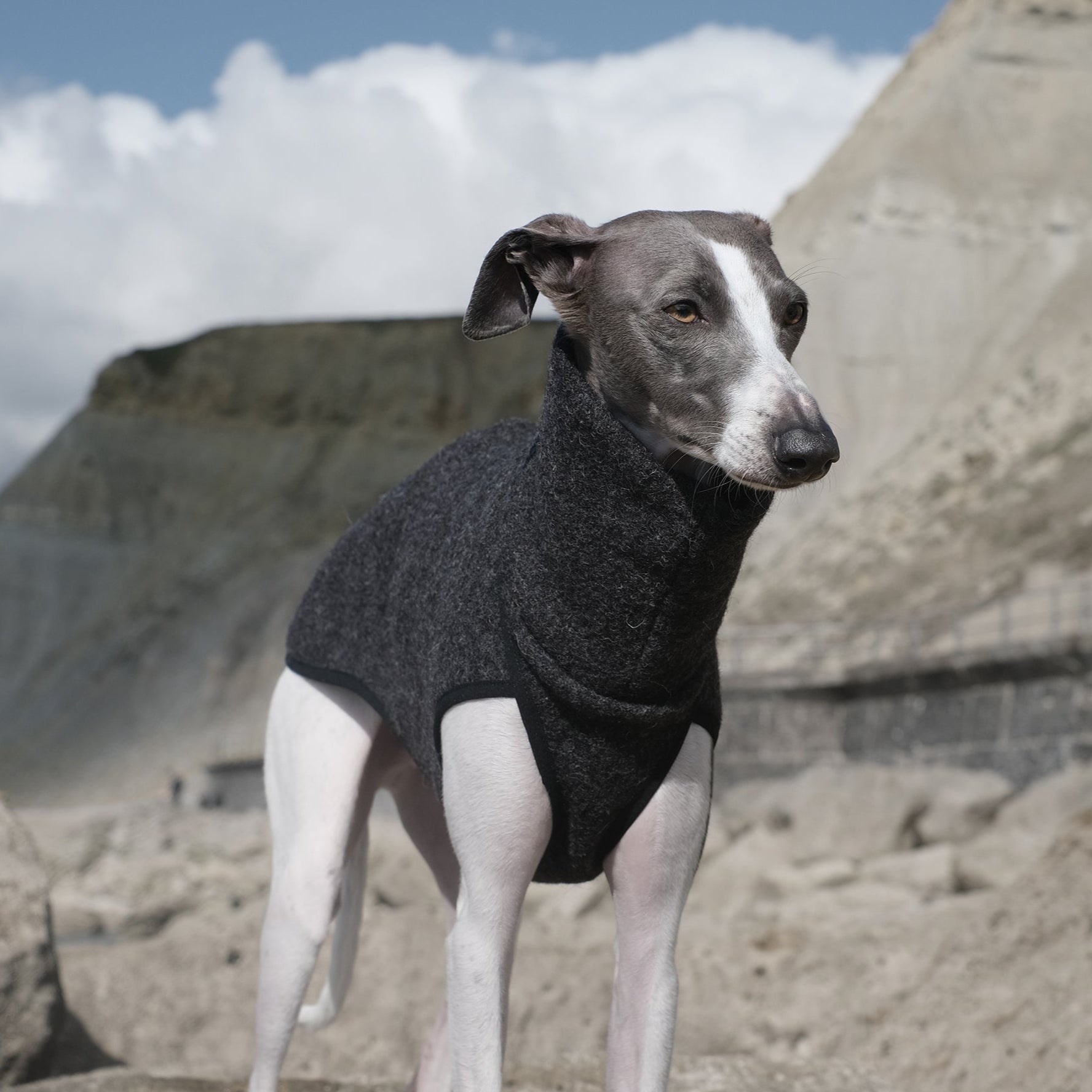 whippet coats and jumpers – Occam