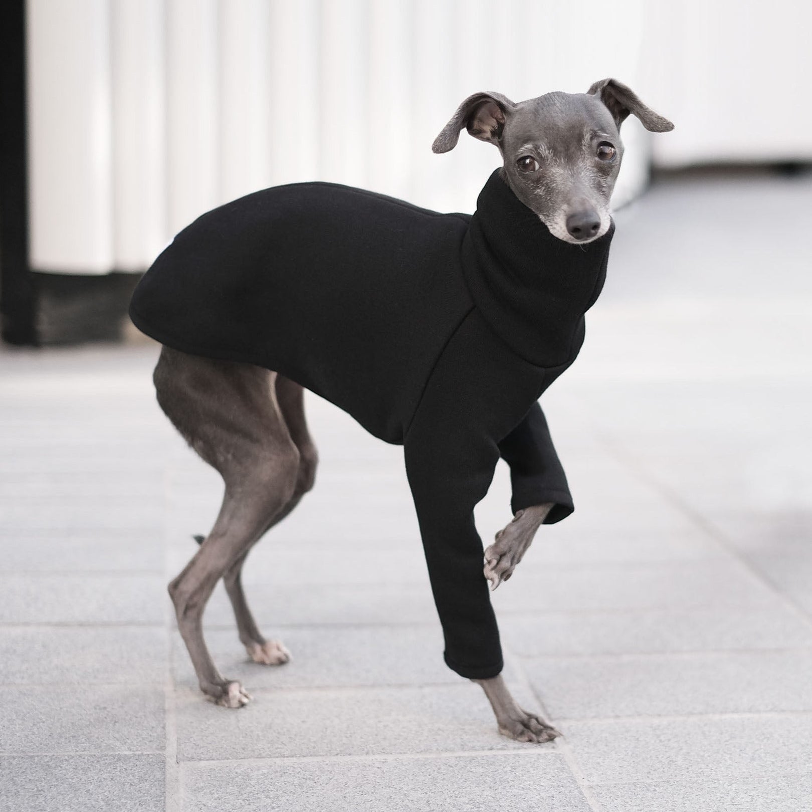 Shop design led Italian Greyhound clothing – Occam