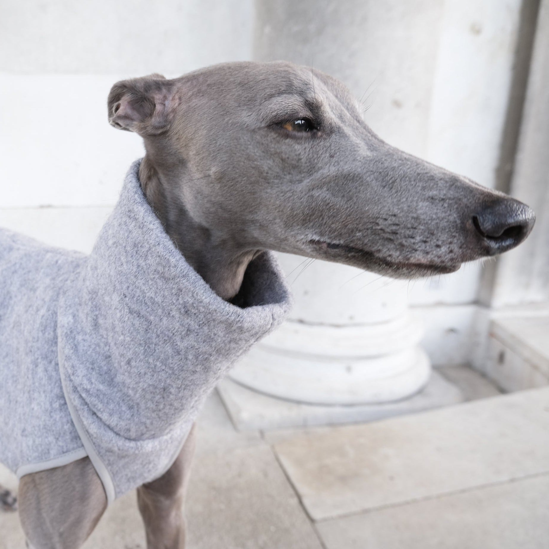 Buy whippet coats made from 100% boiled wool – Occam