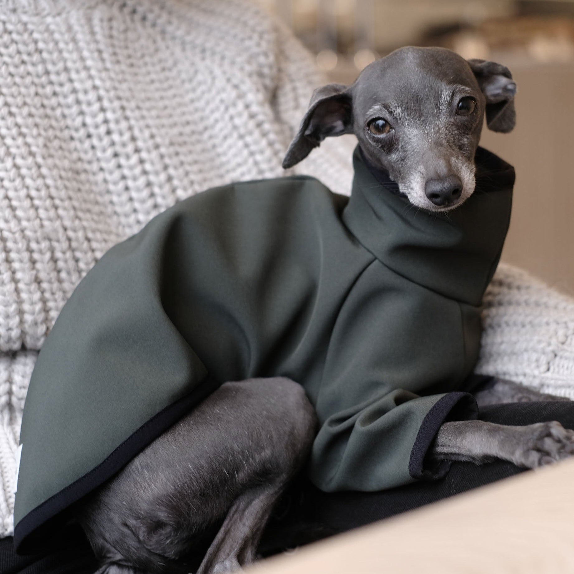 Italian Greyhound Raincoat, made from 100% waterproof softshell – Occam