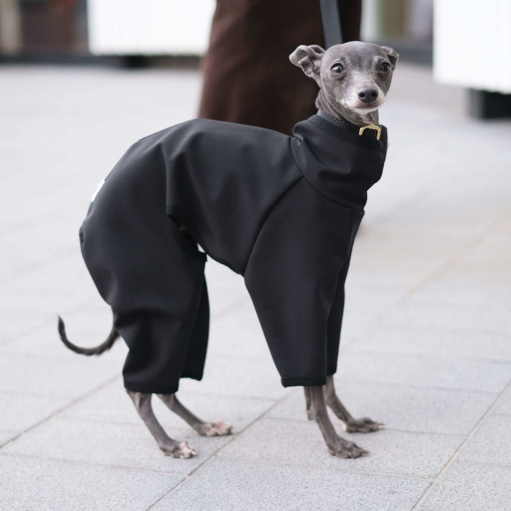 whippet coats, jumpers and italian greyhound clothing – Occam