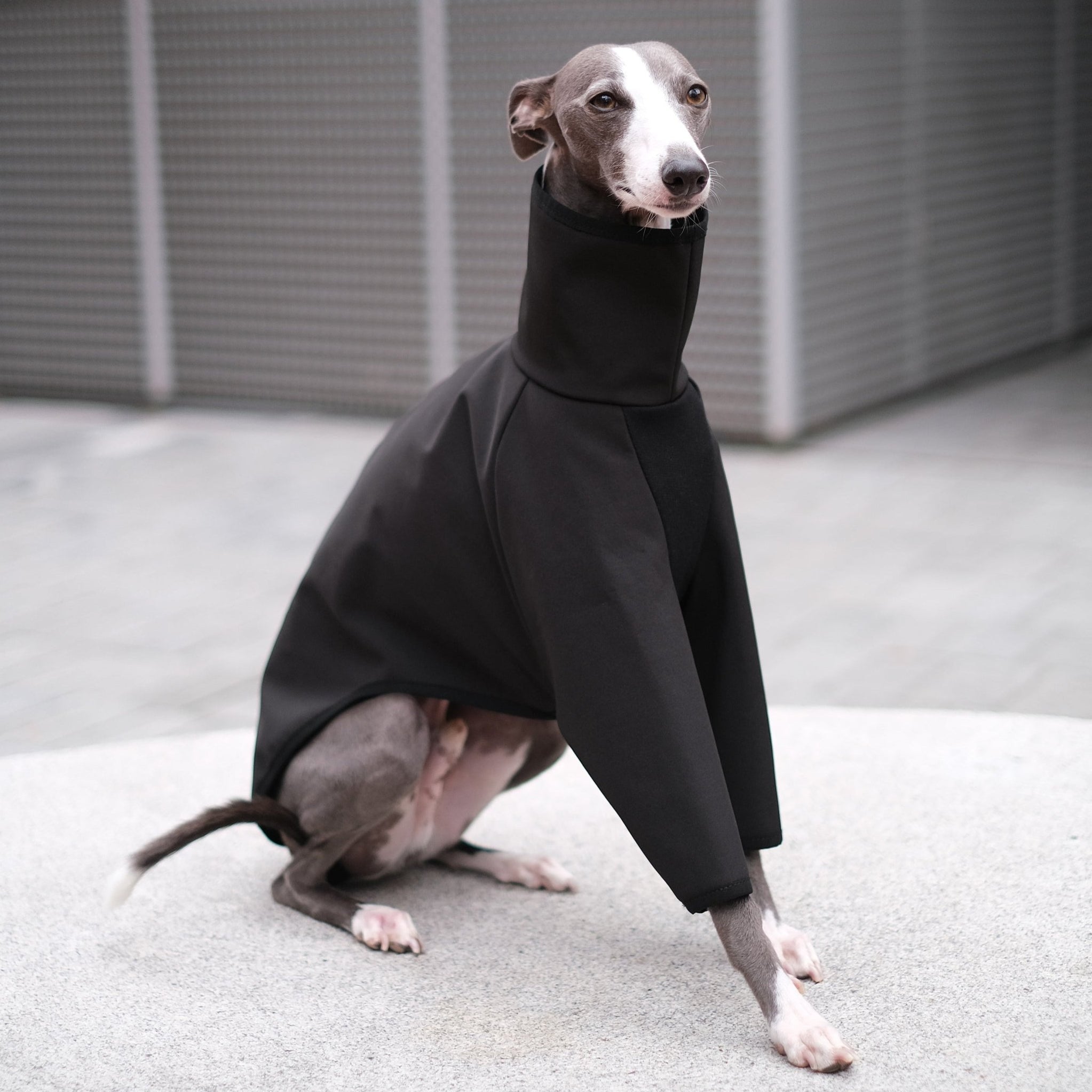 whippet coats, jumpers and italian greyhound clothing – Occam