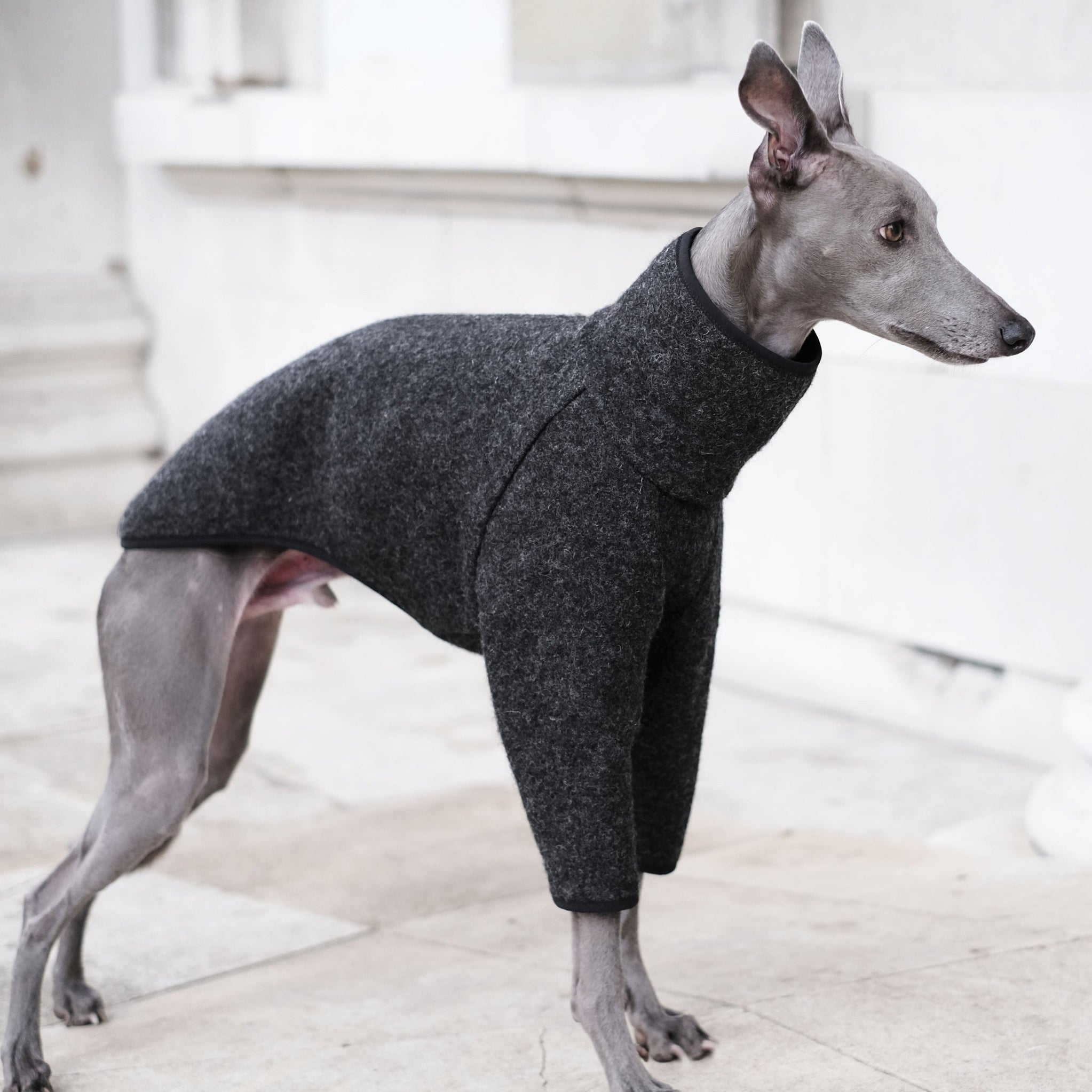 whippet coats and jumpers – Occam