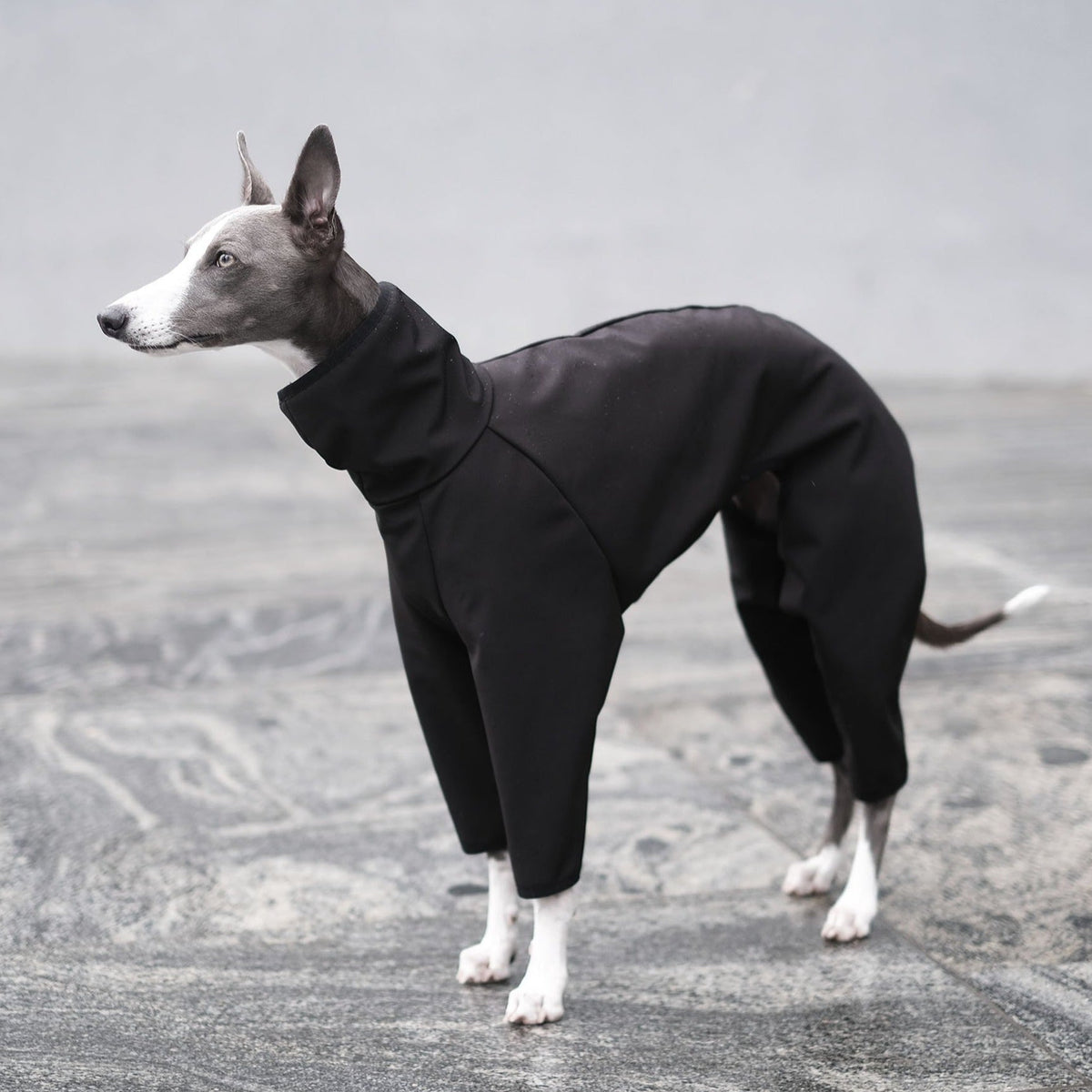whippet coats, jumpers and italian greyhound clothing – Occam